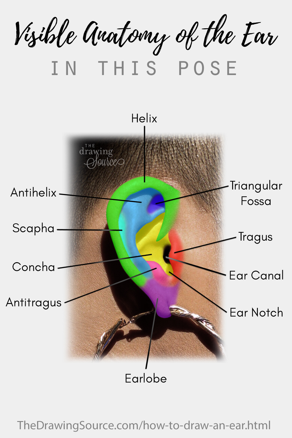 How To Draw Ear Anatomy